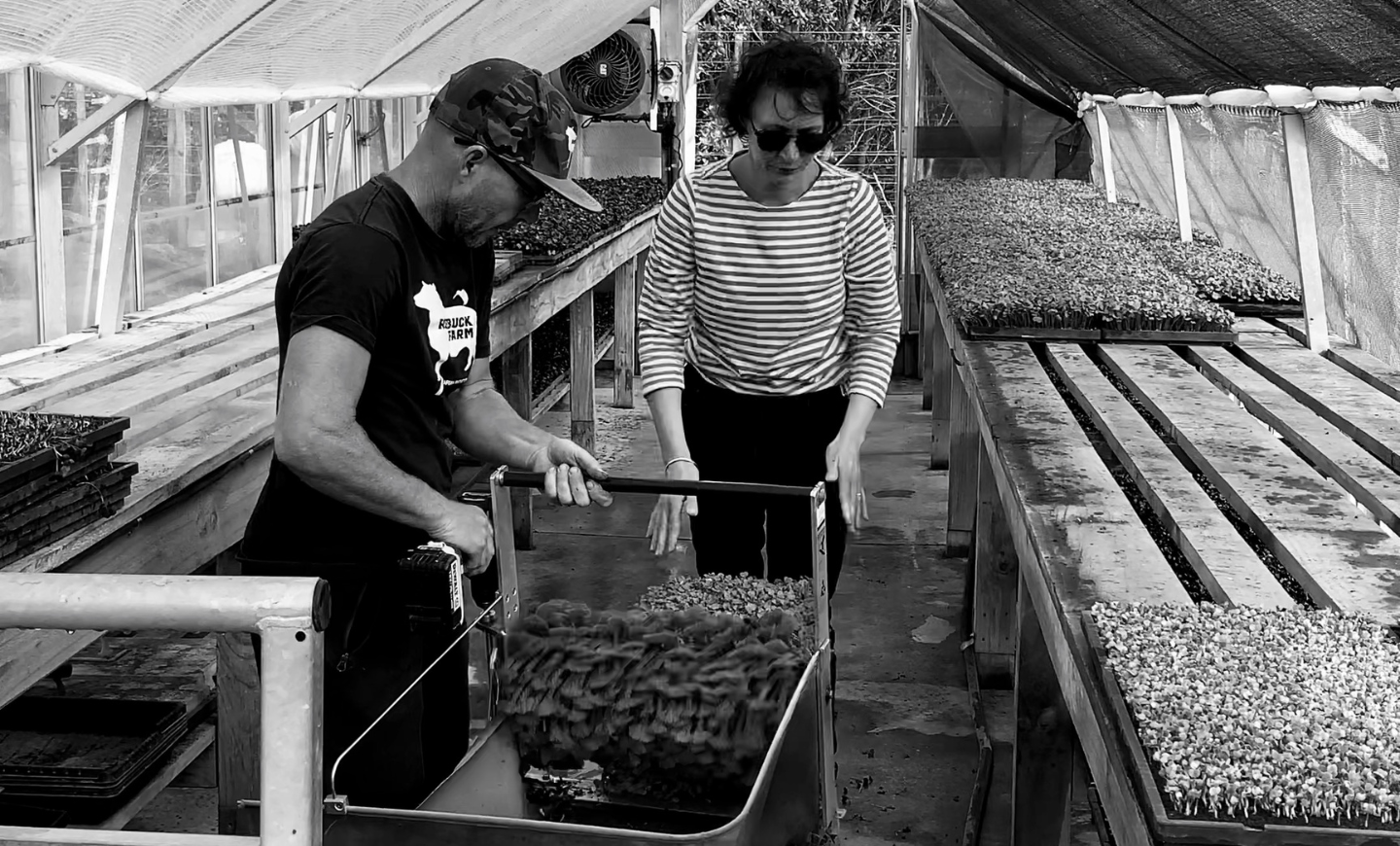 How to create perfect growing conditions for microgreens - Roebuck Farm