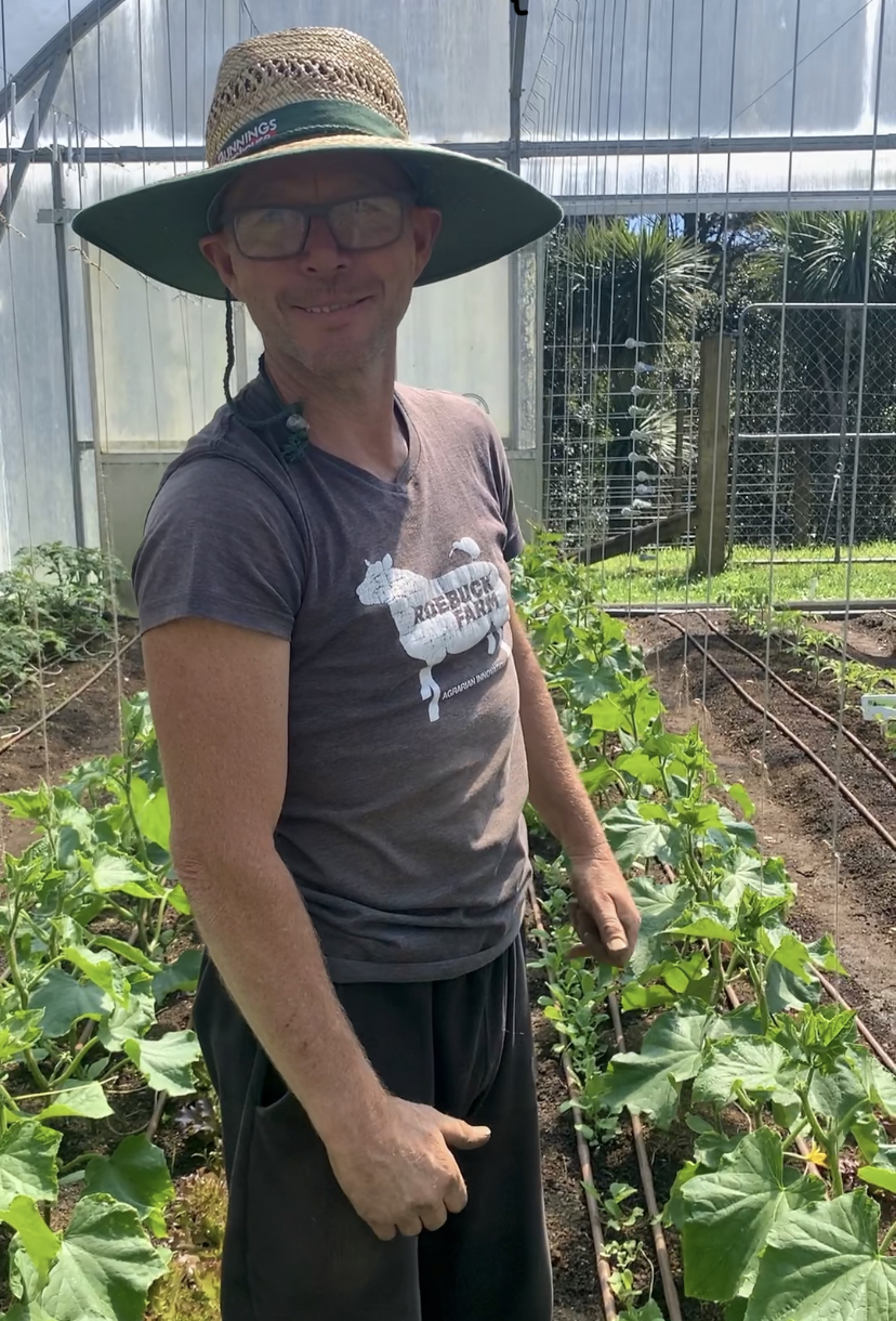 Exciting new system in the greenhouse for training cucumbers and ...