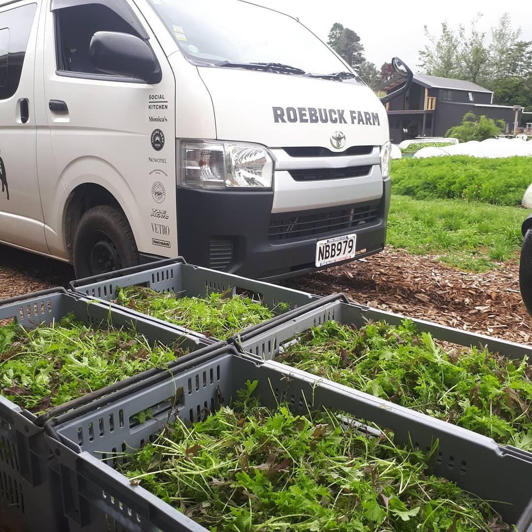 Washing Salad in the Bubbler at Roebuck Farm - Roebuck Farm