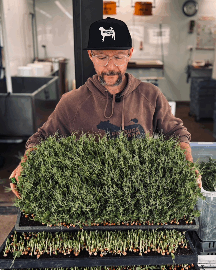 Harvesting Pea Shoots grown in Paperpot Trays - Roebuck Farm